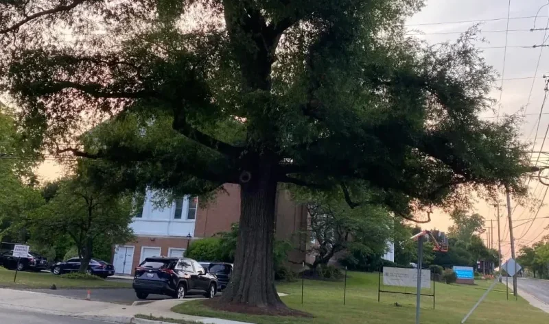 Metro DC Native Plants: Embracing Nature's Palette in 2024