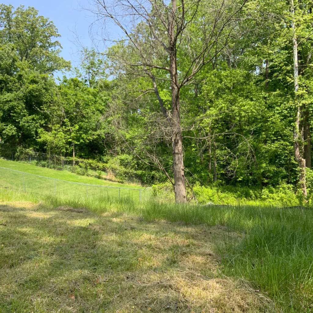 Canopy Crisis 2024: Unhealthy Trees in the Urban Forest