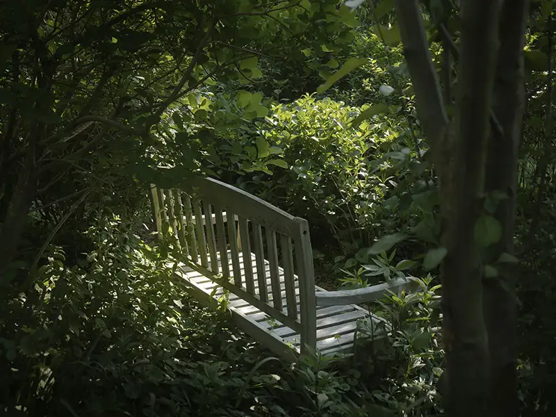 Under the Canopy: Top 7 Perennial Flowers for Partial Shade